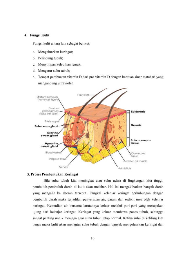 Sistem ekskresi-pada-manusia | PDF