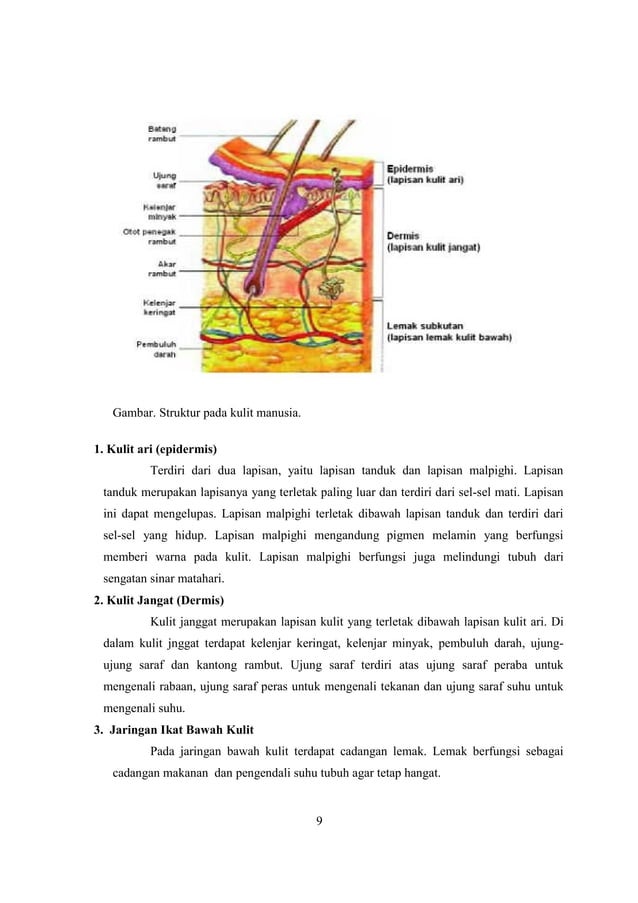 Sistem ekskresi-pada-manusia | PDF