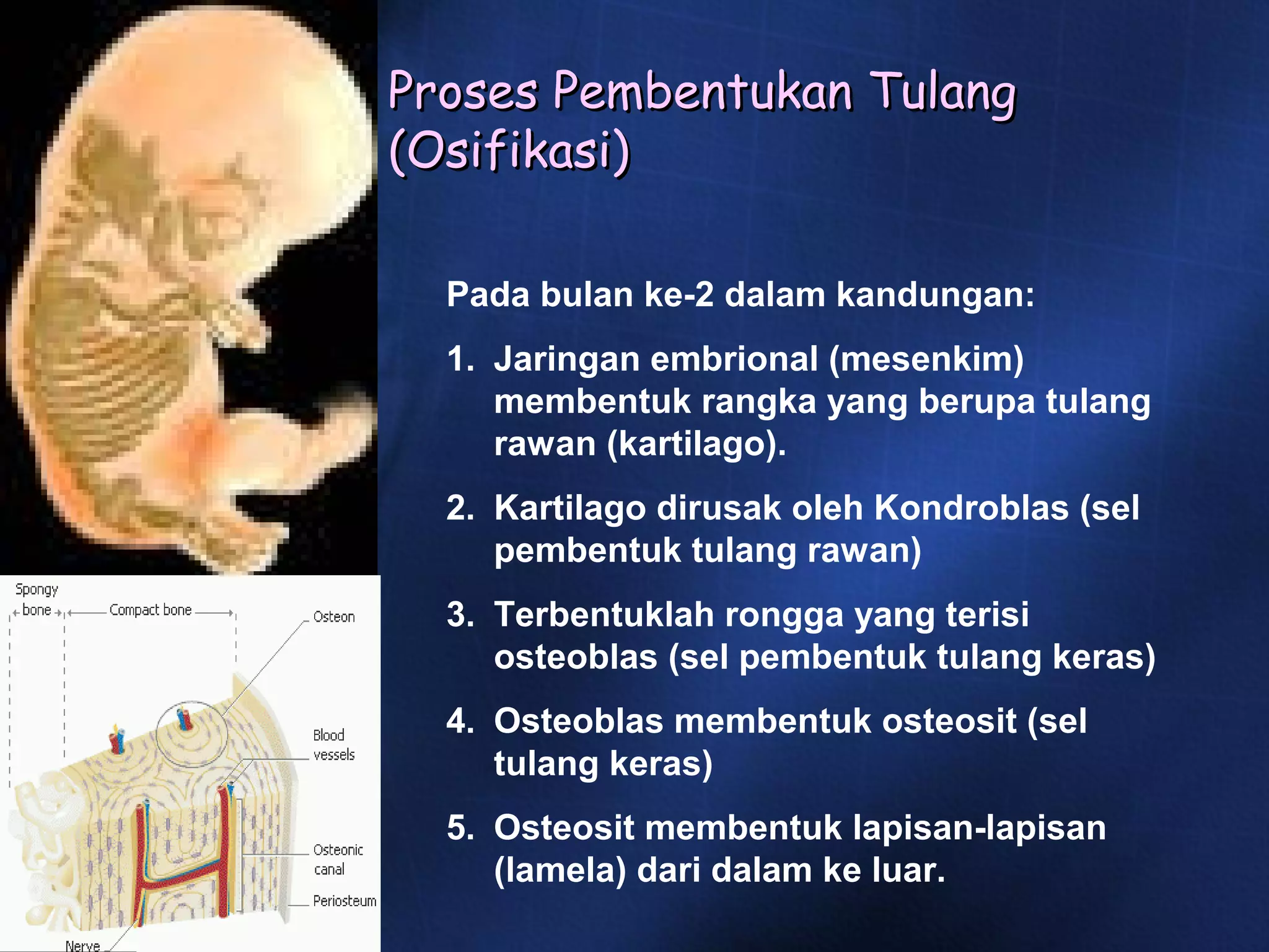 Sistem gerak-pada-manusia | PPT