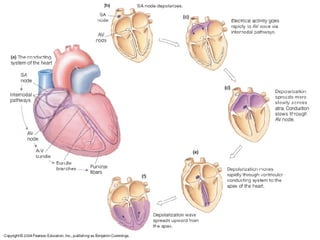 Sistem Kardiovaskular 1 | PPT