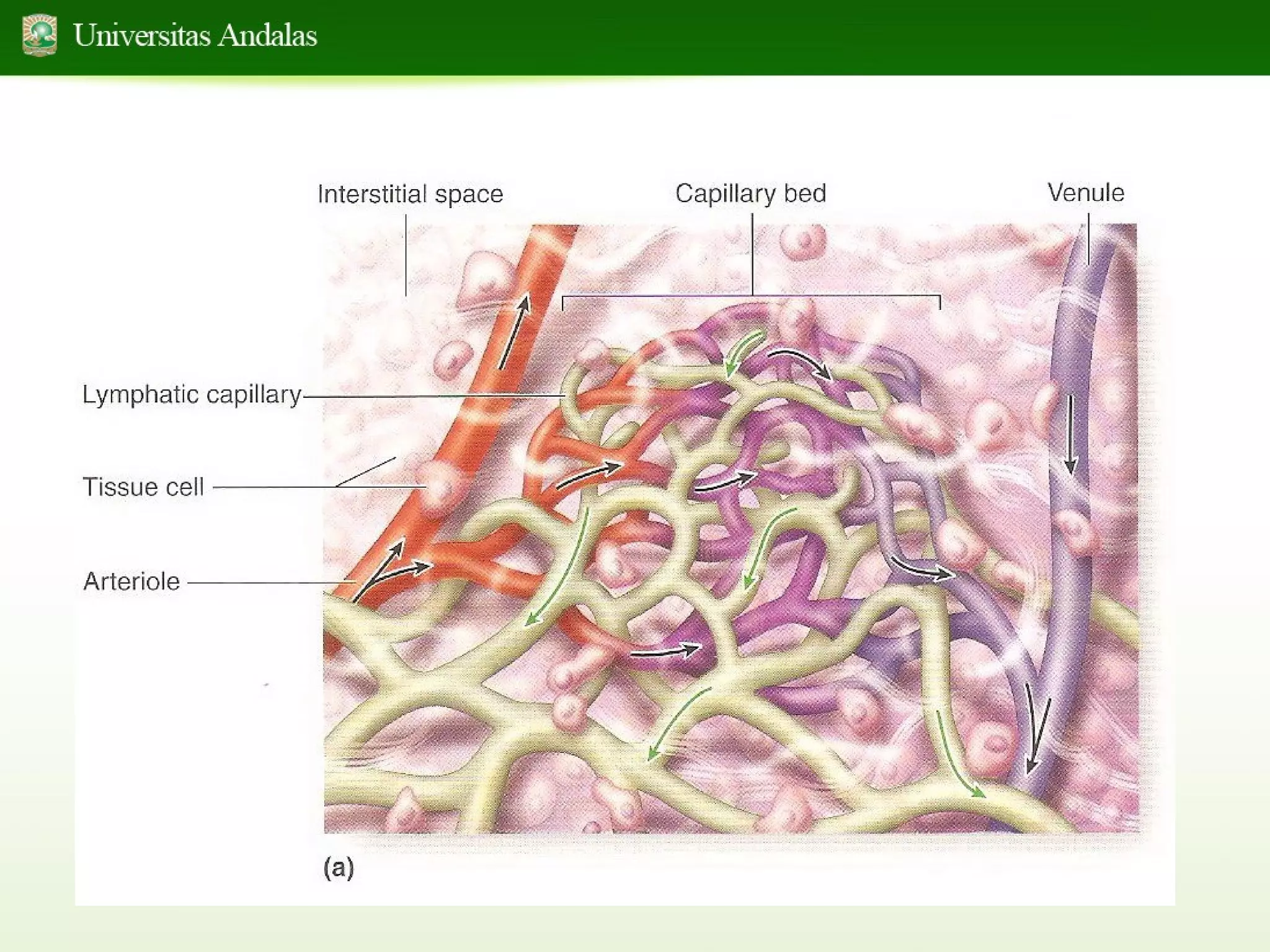 Sistem limfatik | PPT