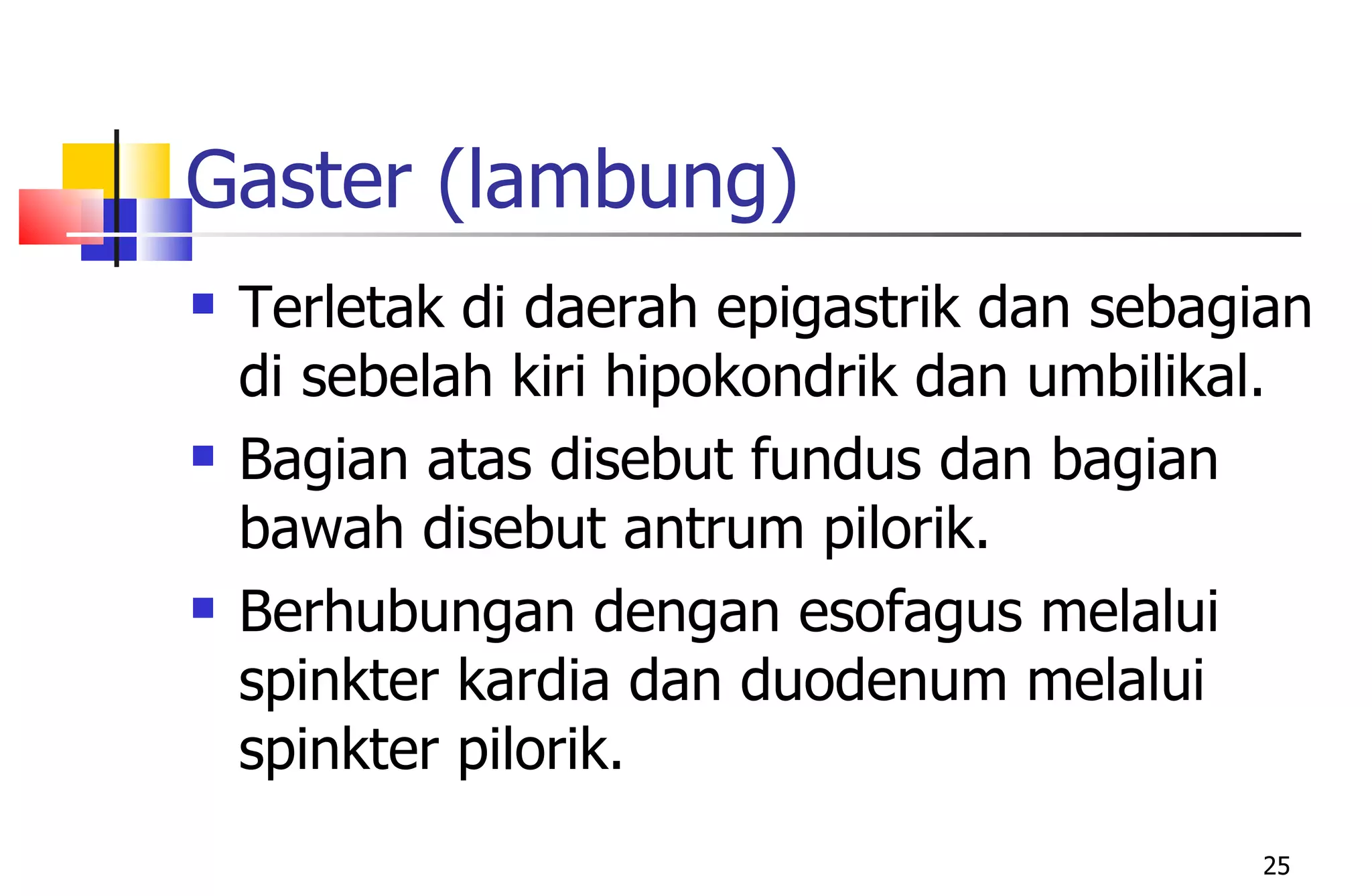 Sistem pencernaan | PPT