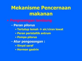 Sistem pencernaan | PPT
