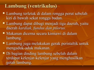 Sistem pencernaan | PPT