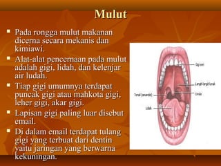 Sistem pencernaan | PPT