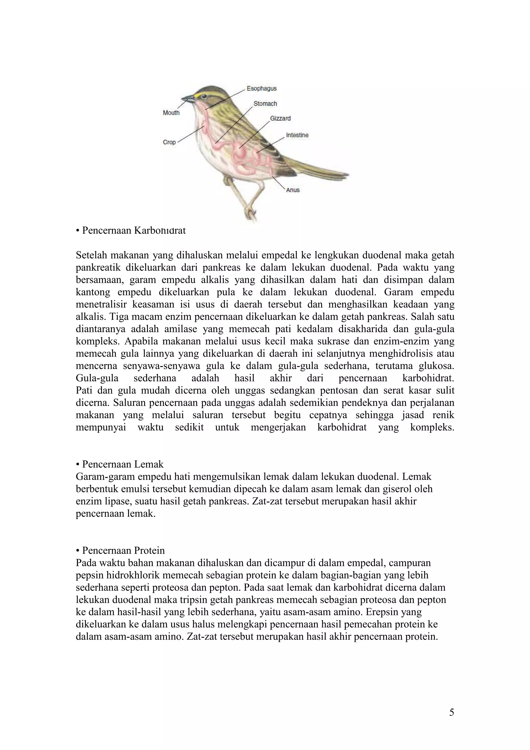 Sistem pencernaan-hewan | PDF