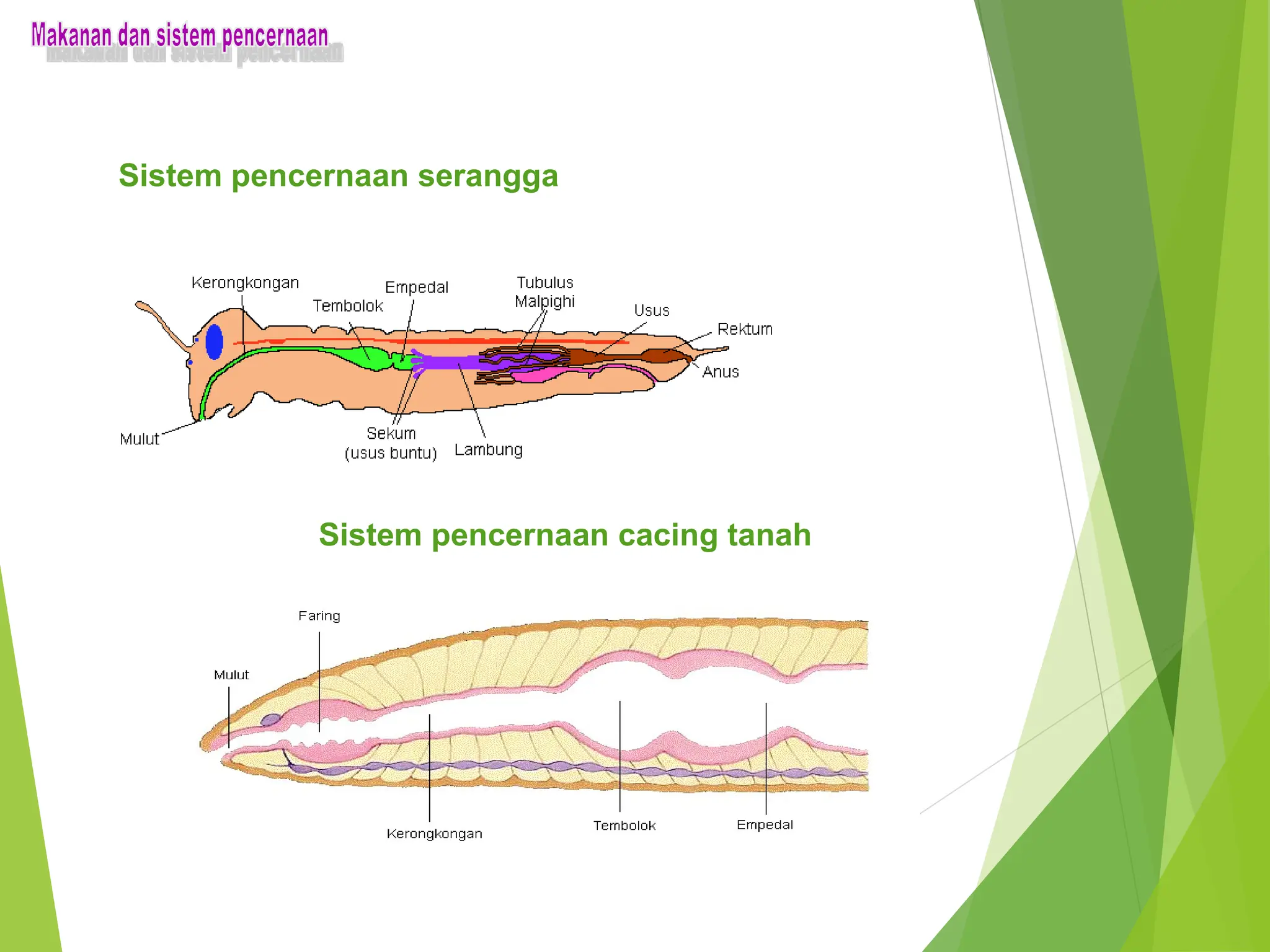 makanan dan sistem pencernaan manusia kelas 8 | PPT