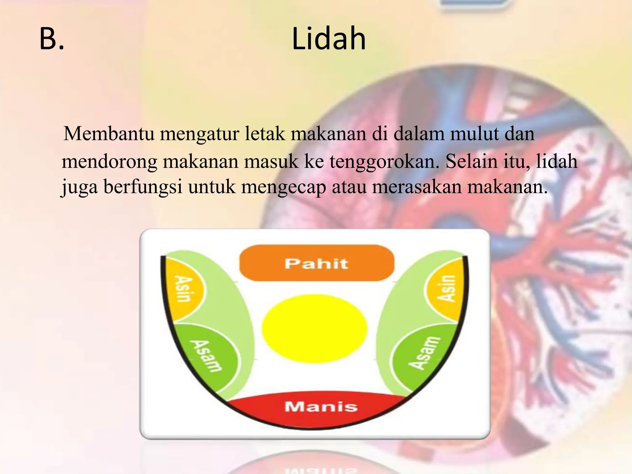 sistem pencernaan manusia, organ pencernaan manusia | PPTX