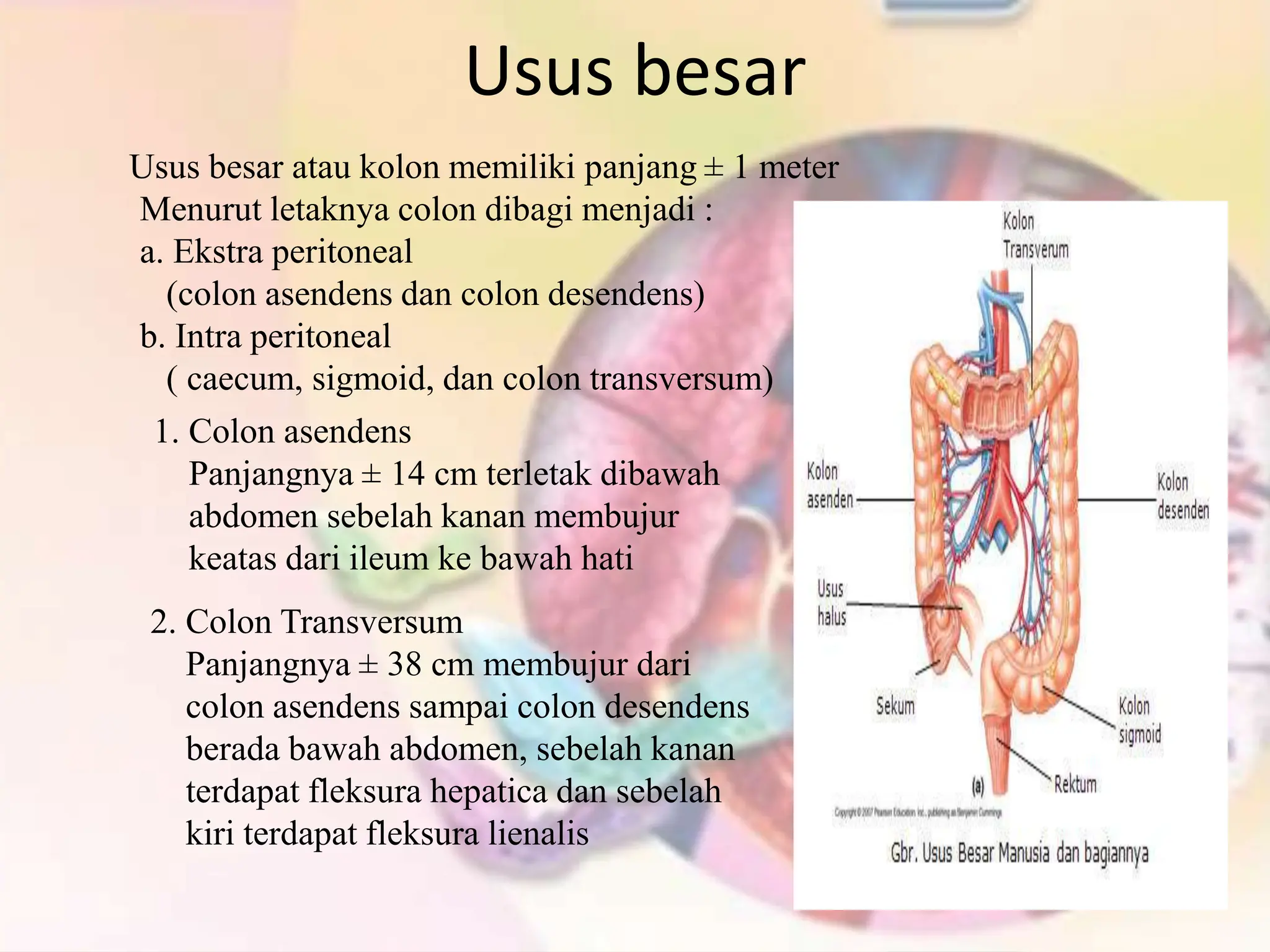 sistem pencernaan manusia, organ pencernaan manusia | PPTX