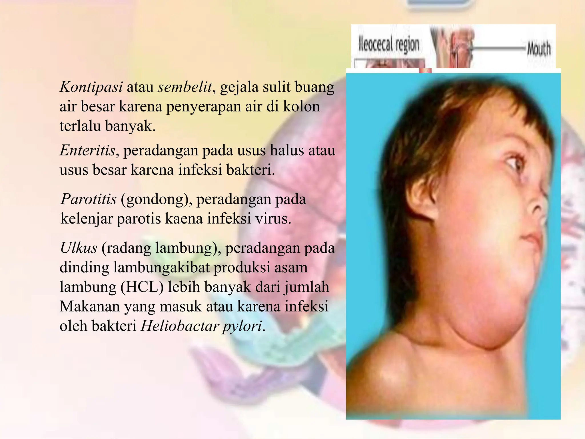 sistem pencernaan manusia, organ pencernaan manusia | PPTX