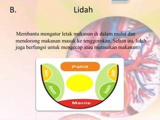 sistem pencernaan manusia, organ pencernaan manusia | PPTX