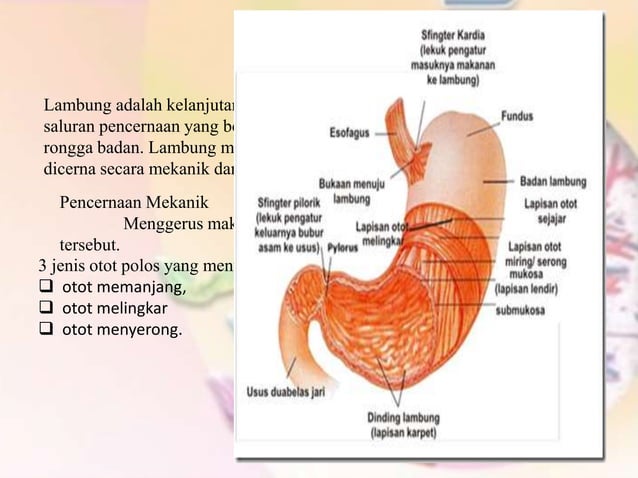 sistem pencernaan manusia, organ pencernaan manusia | PPT