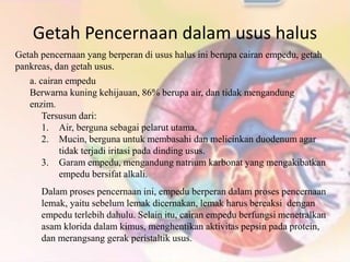 sistem pencernaan manusia, organ pencernaan manusia | PPTX