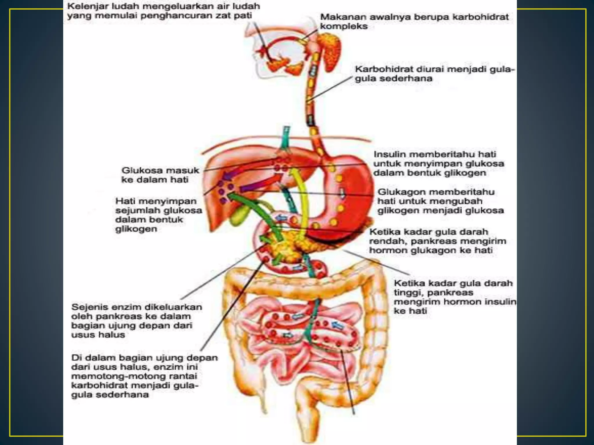 Sistem pencernaan pada manusia | PPTX
