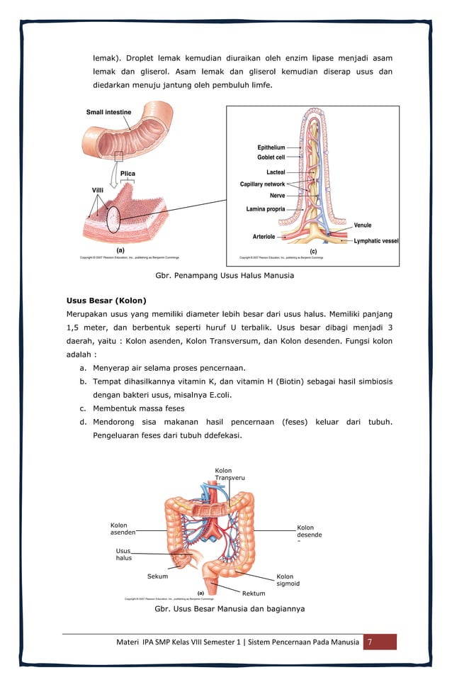 Sistem pencernaan | PDF