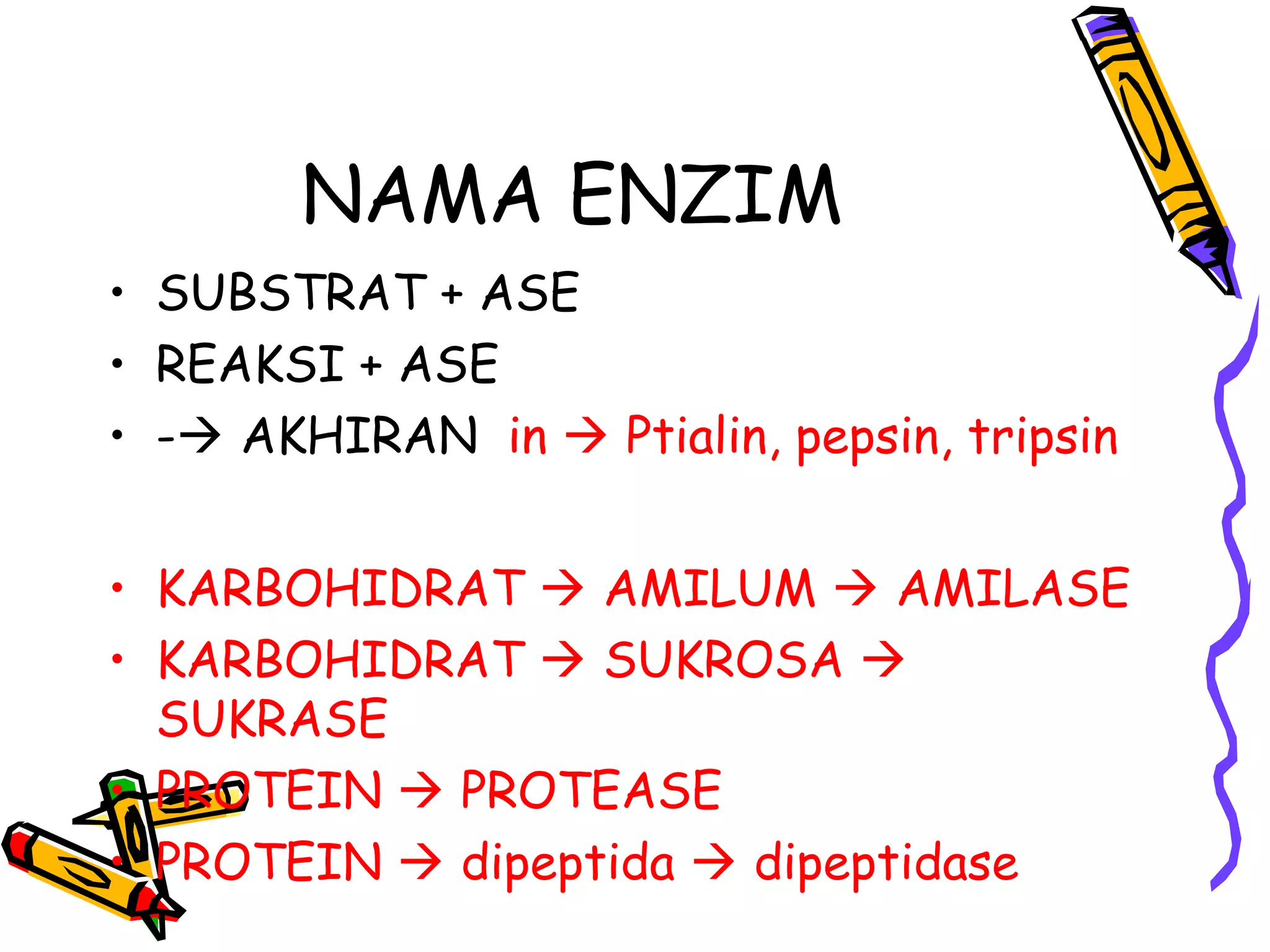Sistem pencernaan fkip unsam 2010 | PPT