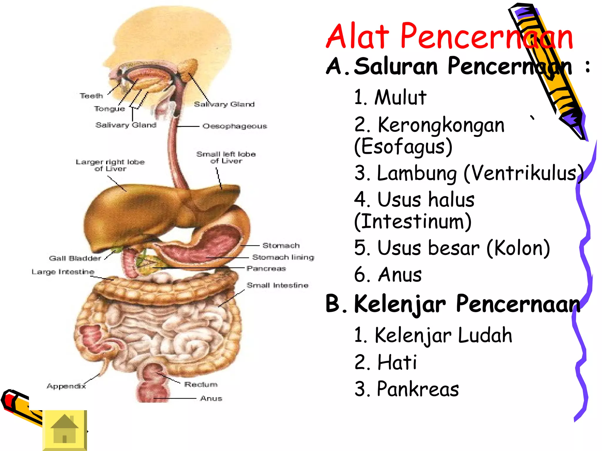 Sistem pencernaan fkip unsam 2010 | PPT