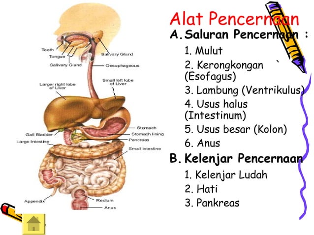 Sistem pencernaan fkip unsam 2010 | PPT