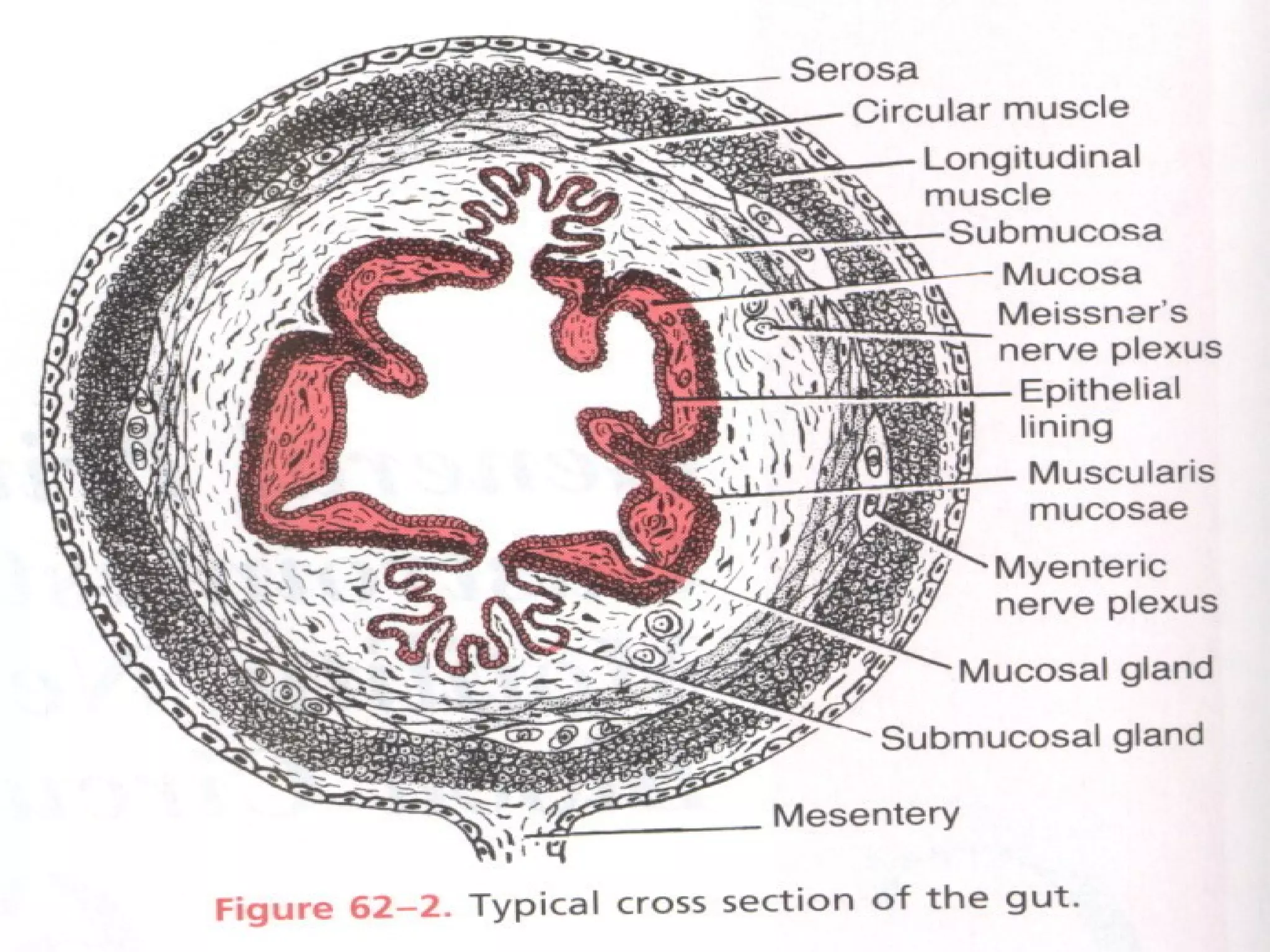 Sistem pencernaan (fungsi dan pergerakan saluran cerna) | PPT