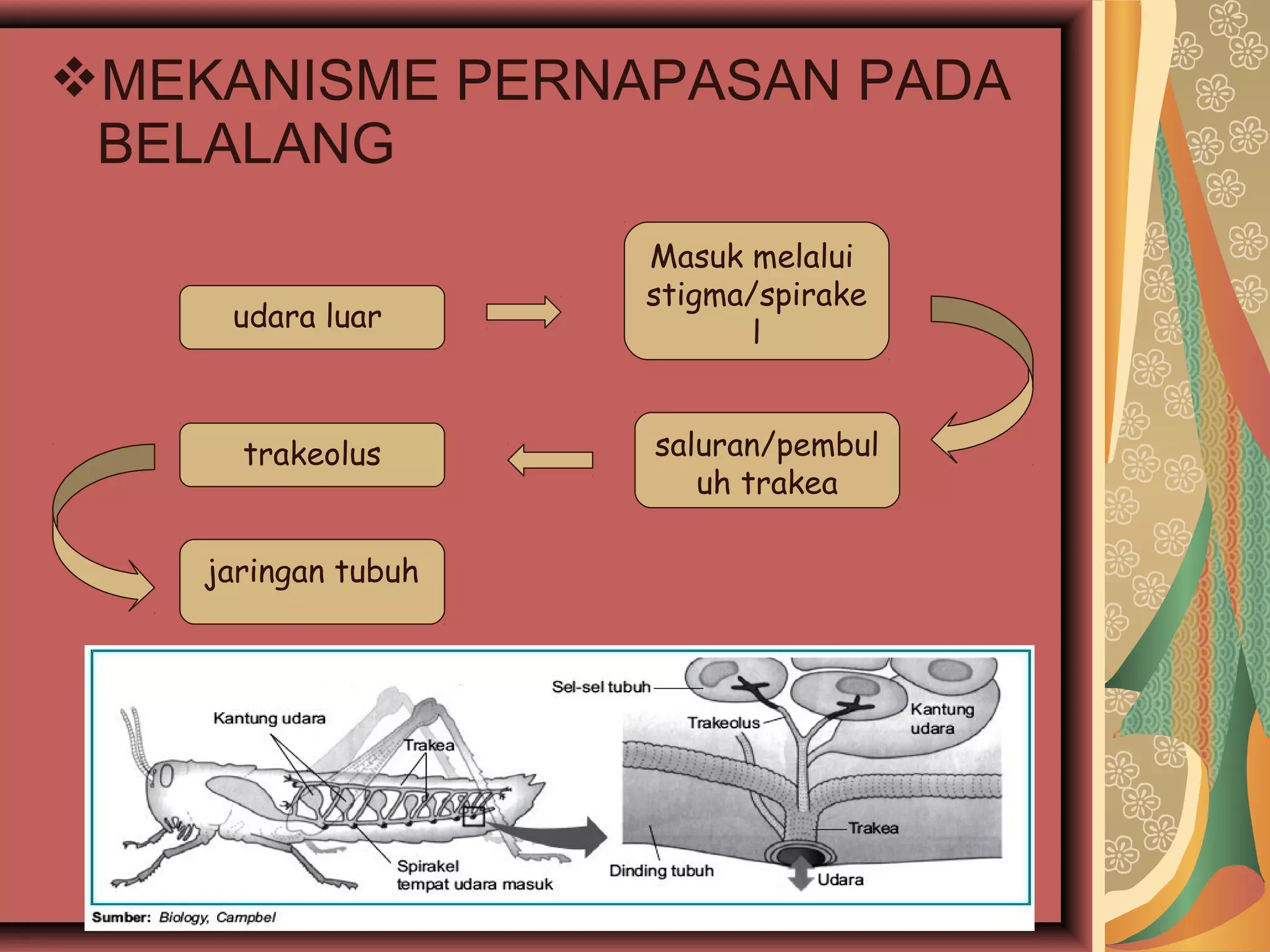 Sistem pernapasan pada insecta | PPT