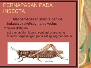 Sistem pernapasan pada insecta | PPT