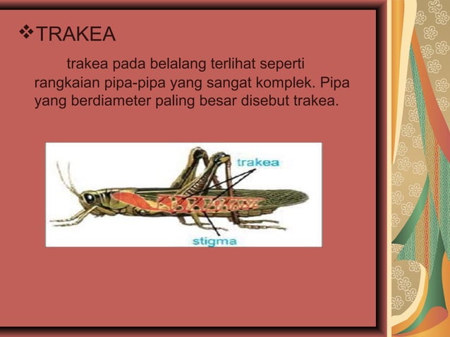 Sistem pernapasan pada insecta | PPT