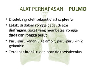 Sistem pernapasan-manusia | PPT