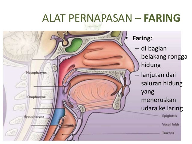 Sistem pernapasan-manusia (1)