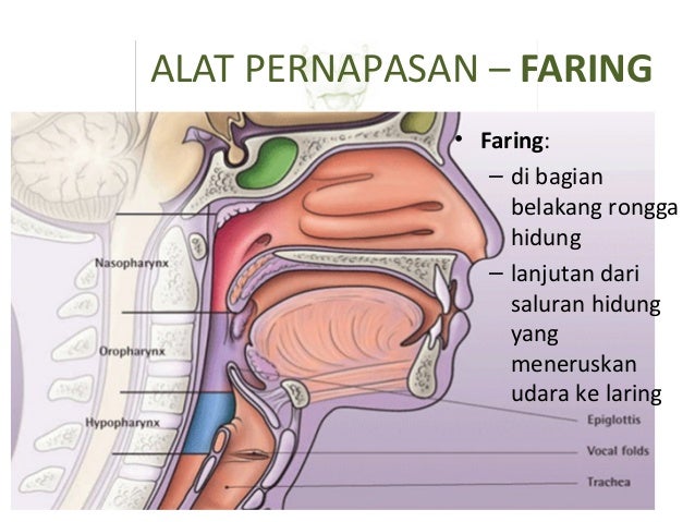 Sistem pernapasan-manusia (1)