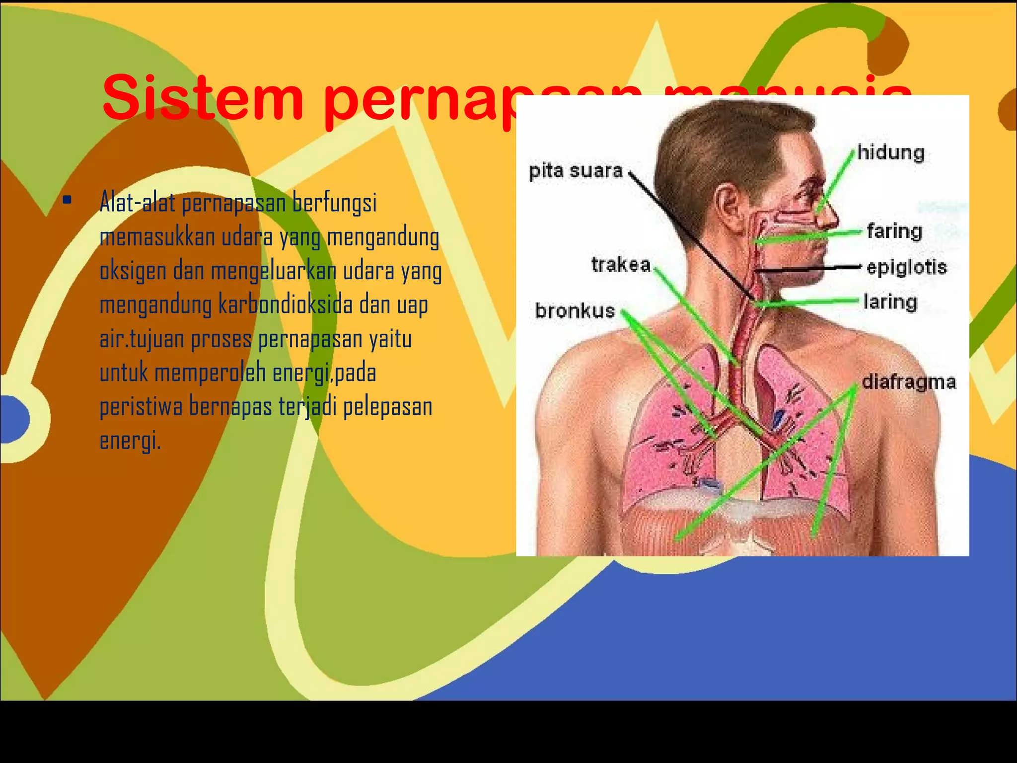 Sistem pernapasan-pada-manusia | PPT