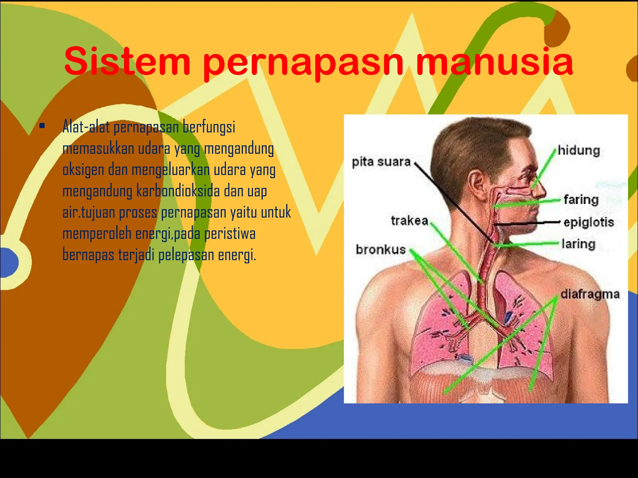 sistem-pernapasan-pada-manusia kls VIII.ppt