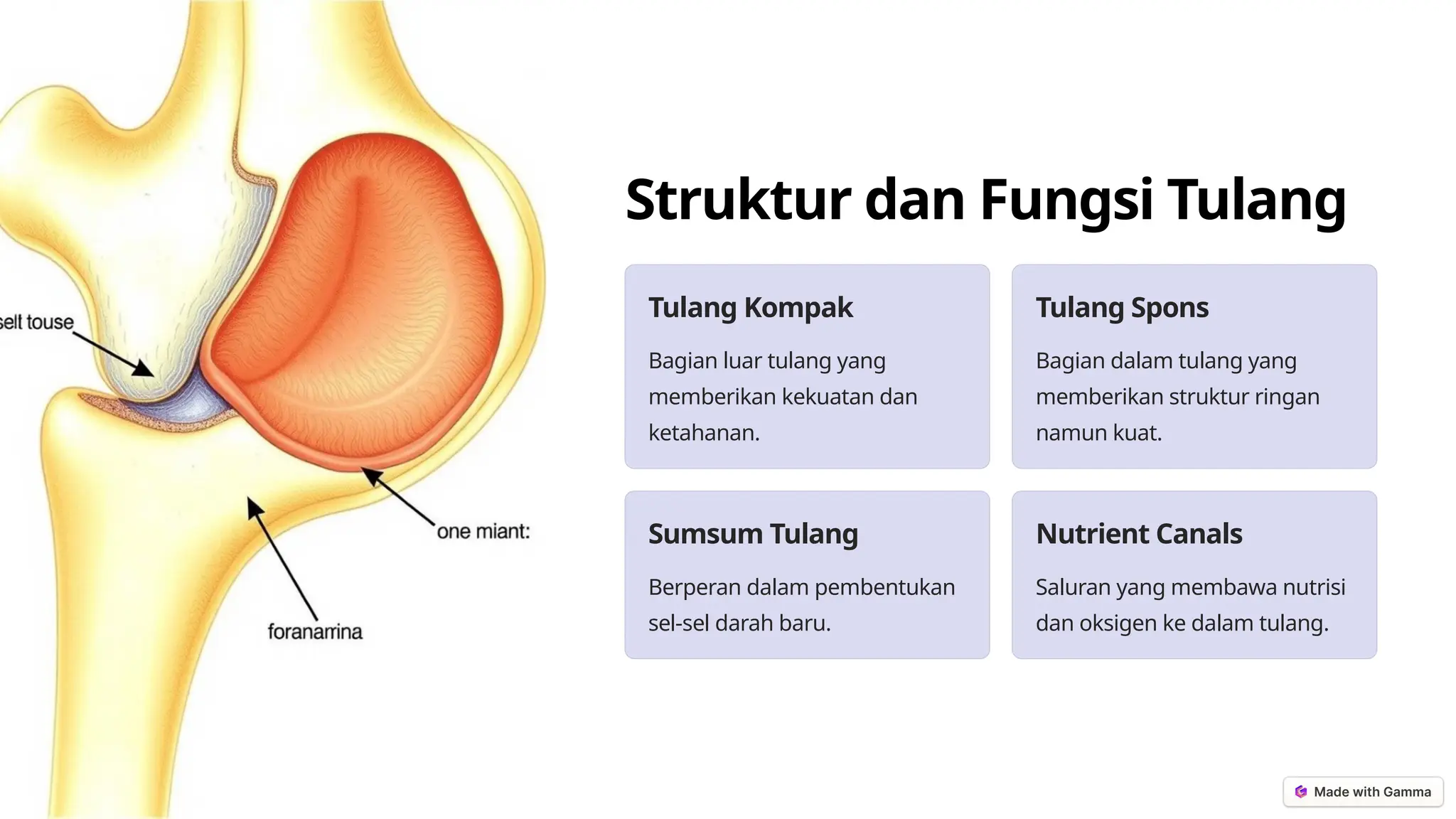 Sistem-Rangka-Pengertian-dan-Fungsi.pptx
