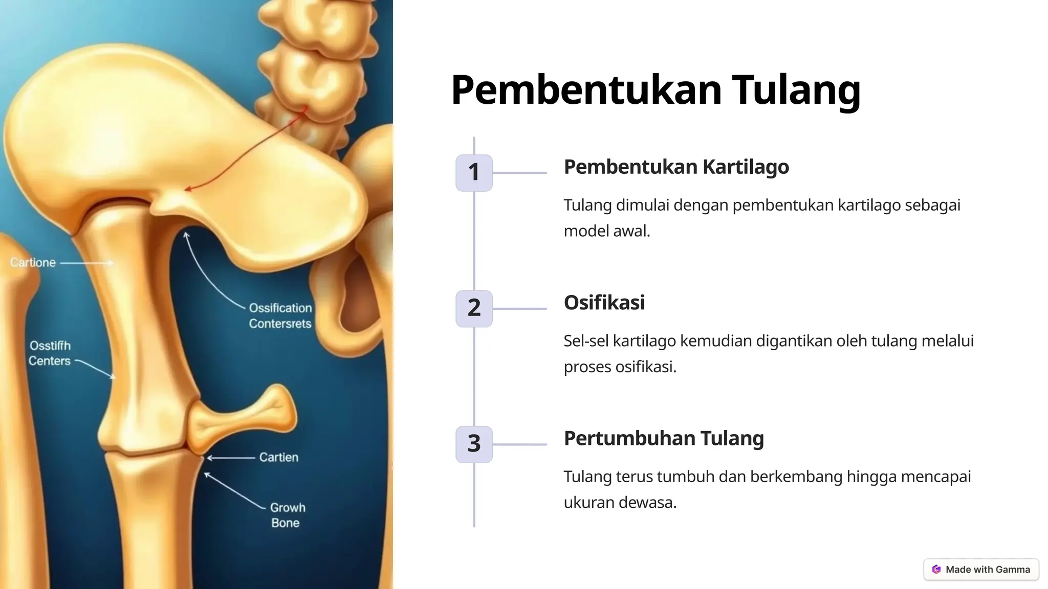 Sistem-Rangka-Pengertian-dan-Fungsi.pptx