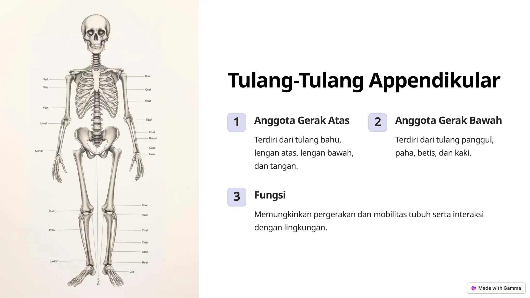 Sistem-Rangka-Pengertian-dan-Fungsi.pptx