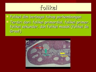 Sistem reproduksi | PPS