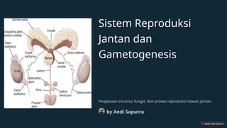 Sistem-Reproduksi-Jantan-dan-Gametogenesis.pptx