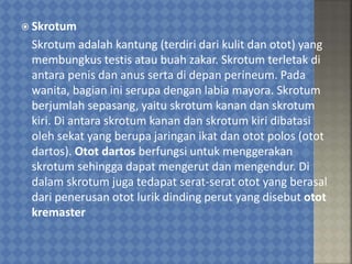 sistem-reproduksi-manusia-materi-ajar.pptx