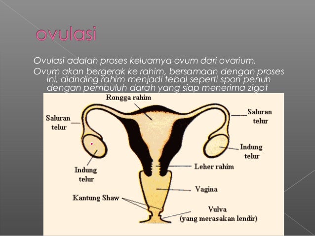 Sistem reproduksi-pada-manusia-120905032259-phpapp02