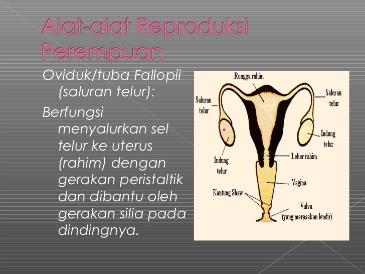 Sistem reproduksi-pada-manusia