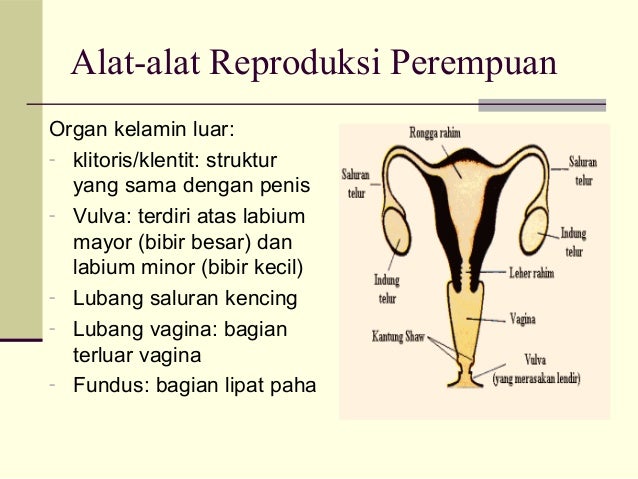 Sistem reproduksi-pada-manusia
