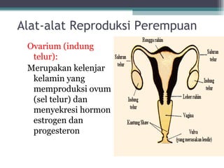 Sistem reproduksi-pada-manusia | PPT