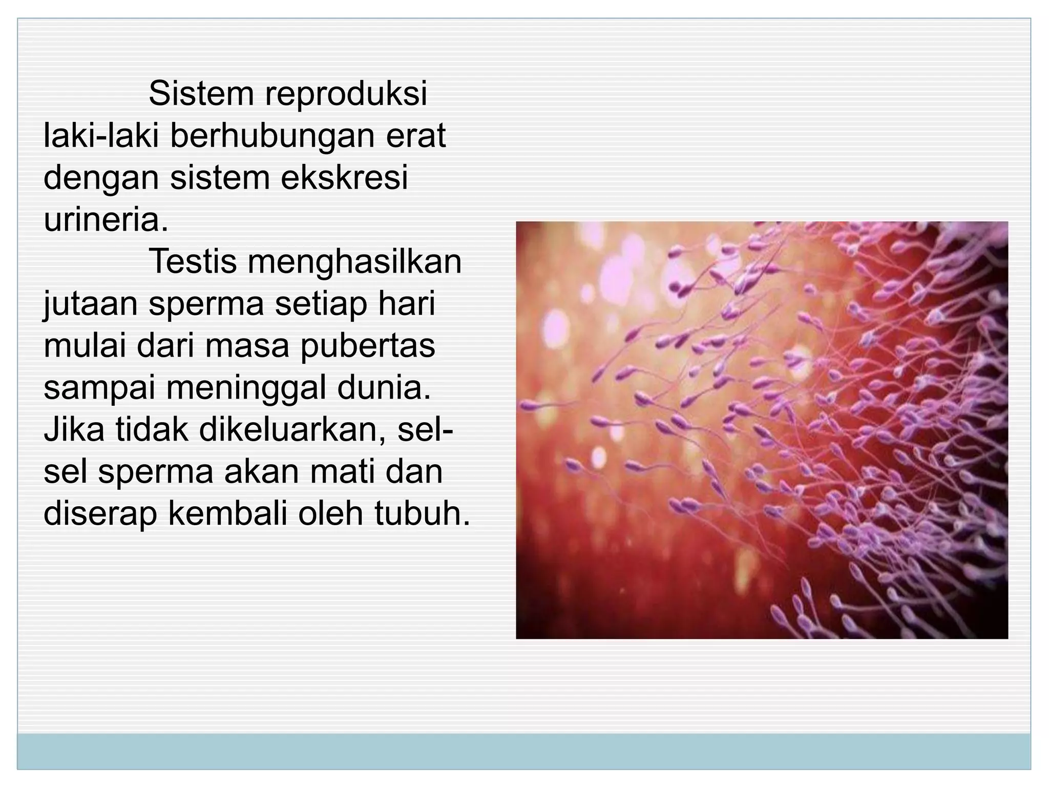 Sistem Reproduksi pada Manusia | PPTX