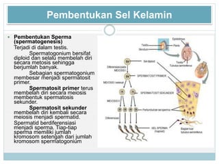 Sistem Reproduksi pada Manusia | PPTX