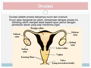 Sistem Reproduksi pada Manusia | PPTX