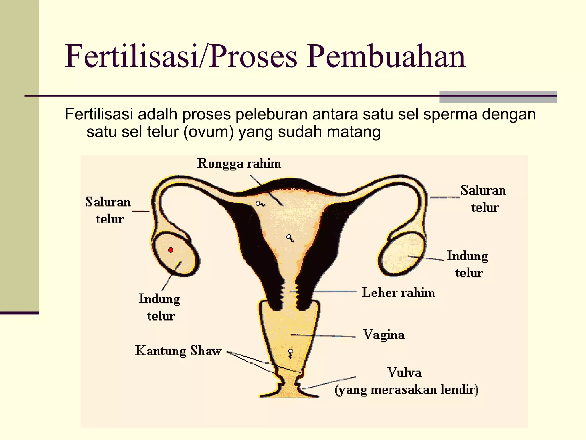 sistem-reproduksi-pada-manusia.ppt