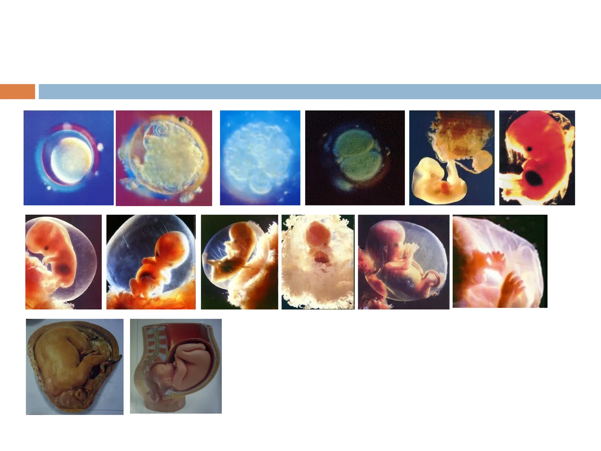 sistem-reproduksi-pada-manusia pria dan wanita | PPT