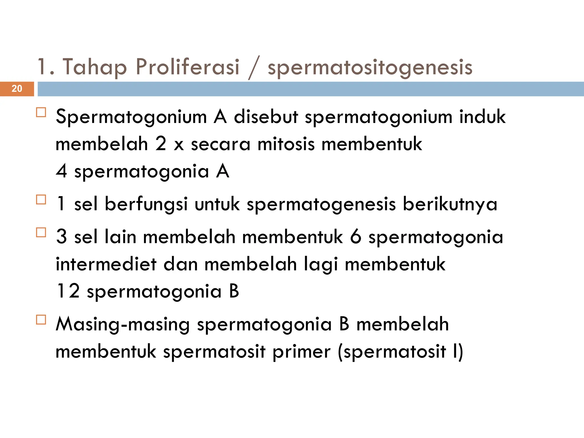 sistem-reproduksi-pria dewasa hingga spermatogenesis | PPT