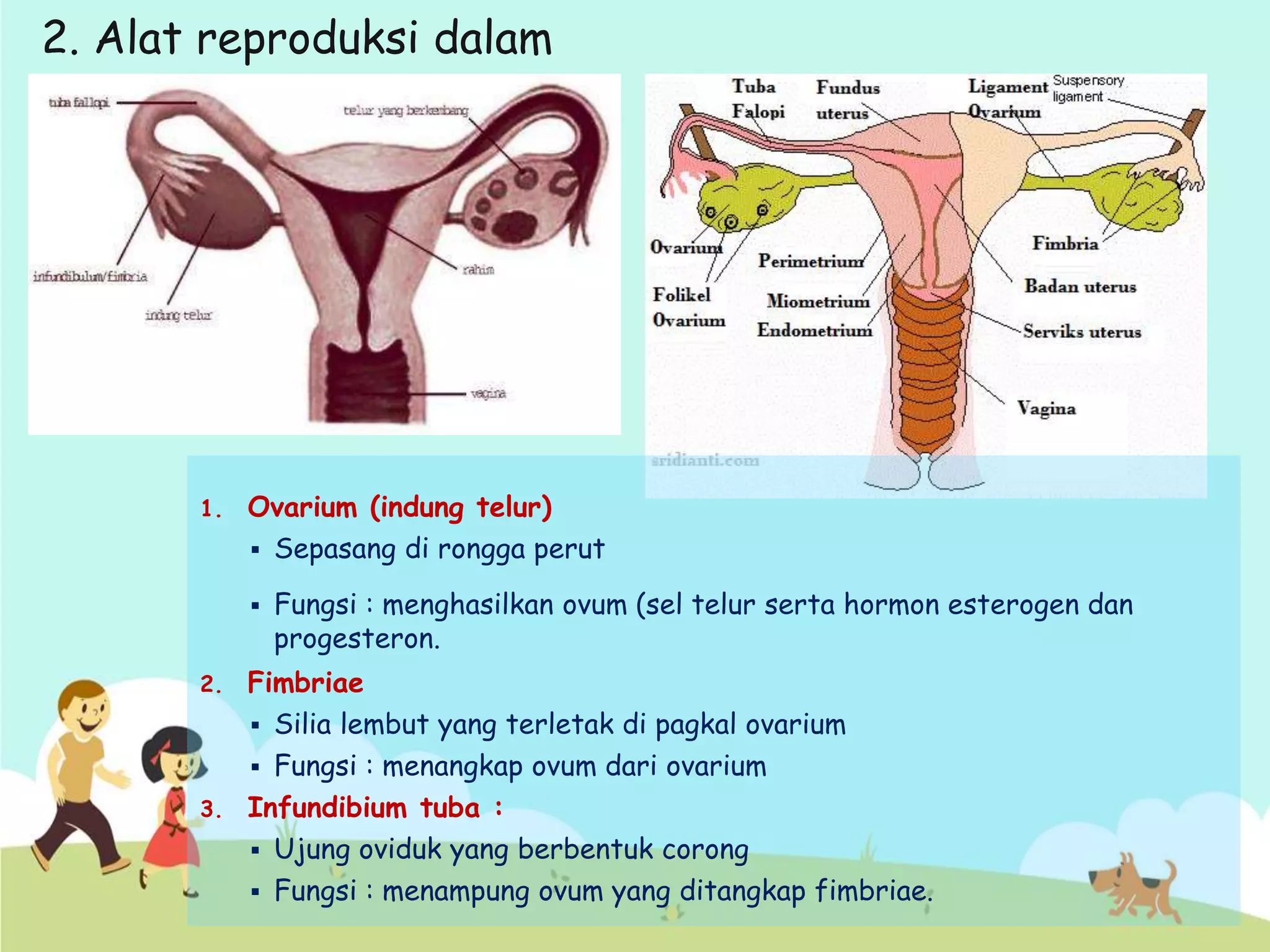 Sistem-reproduksi-wanita_kel-9..pptx