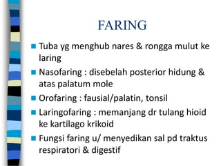 sistem-respirasi.ppt