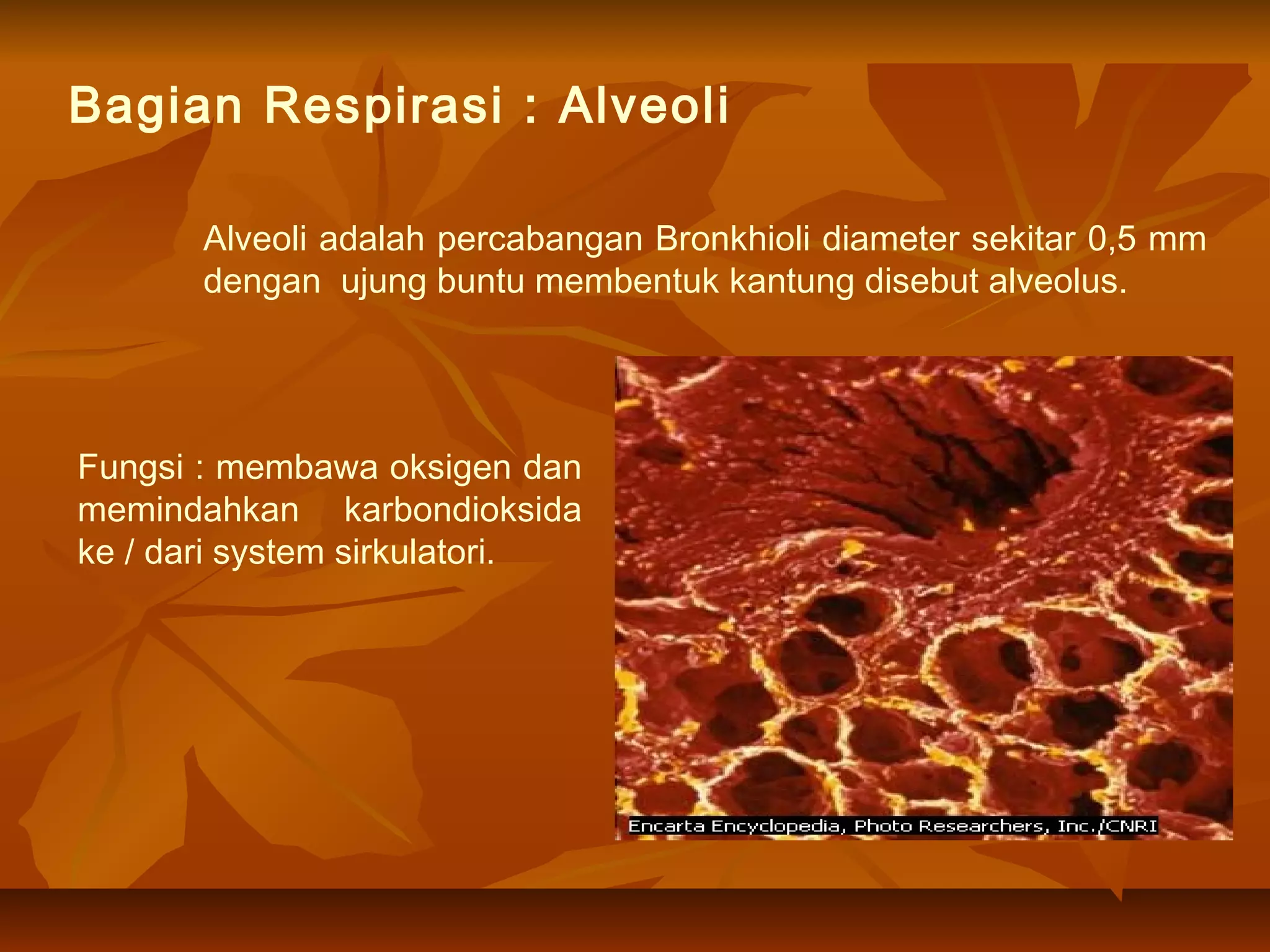Sistem respirasi-manusia | PPT